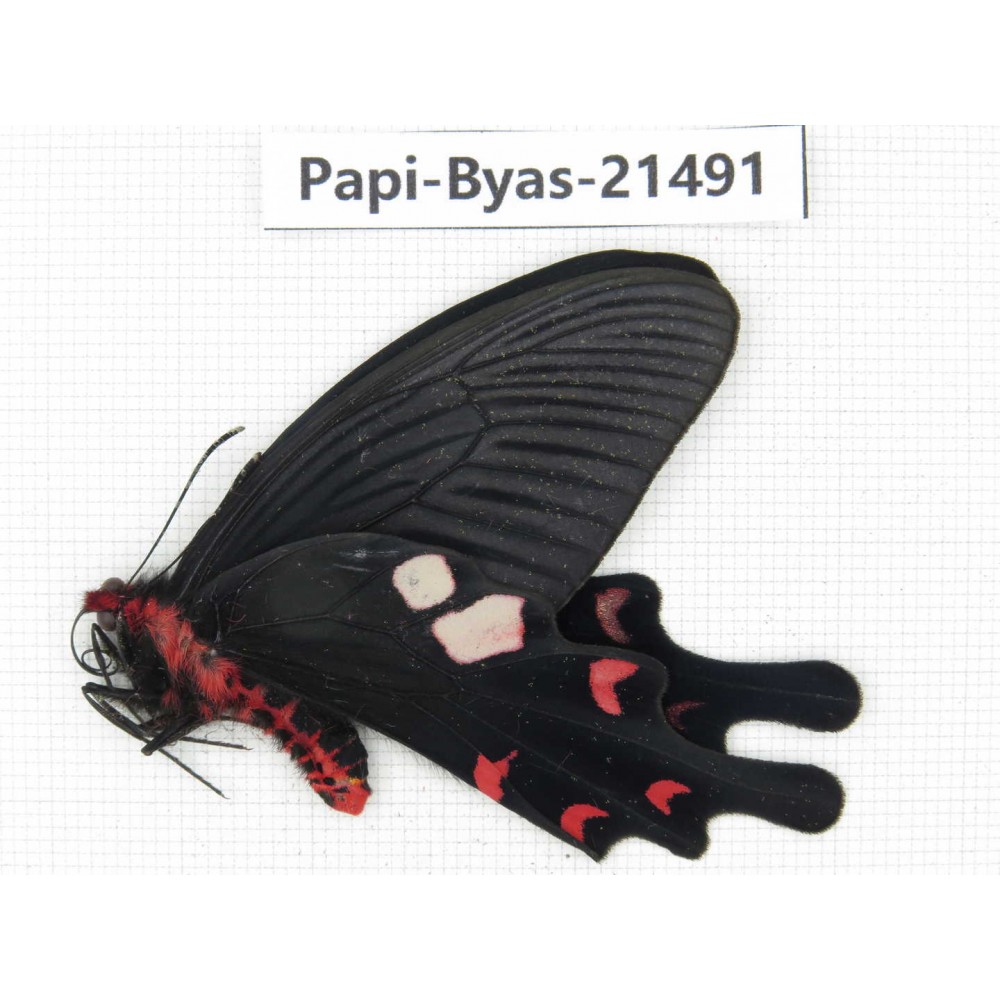 Papi-Byas-21491